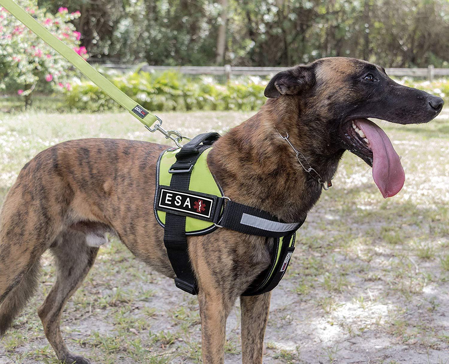 Professional Working Dog Gear – Viper K9