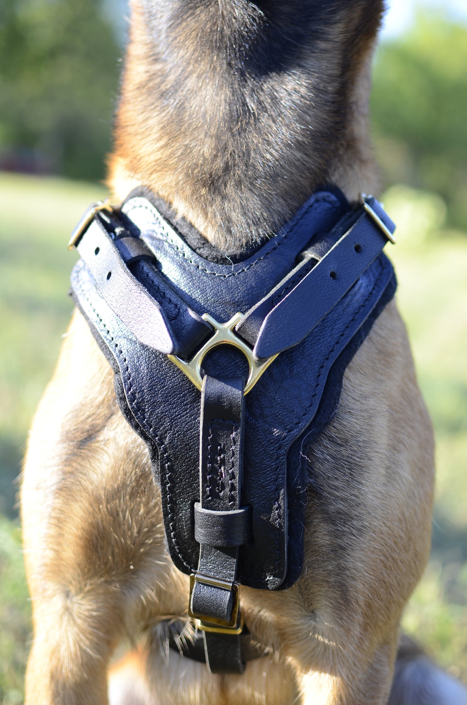 Professional Working Dog Gear – Viper K9